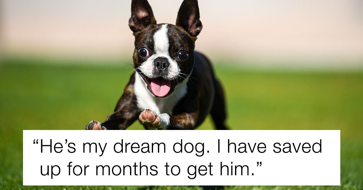 Woman with roommate extremely allergic to dogs says, 'I'm getting this ...